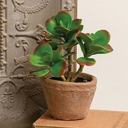 Potted Sweetheart Leaf Succulent – Primitive Renditions
